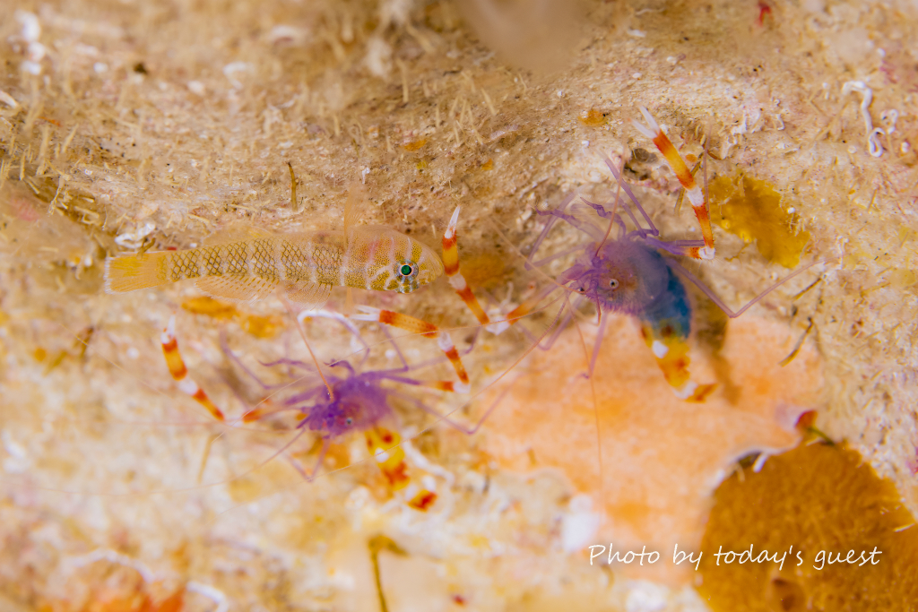 ベンケイハゼ｜沖縄本島 ビーチダイビング - fillcolor