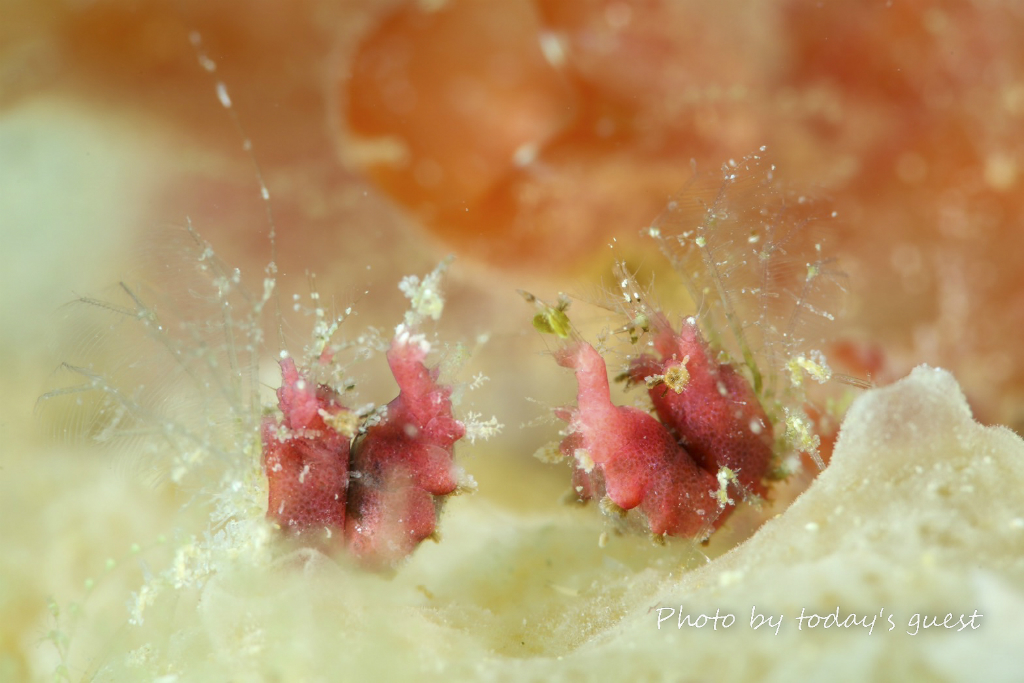 オリヅルエビ｜沖縄本島 ビーチダイビング - fillcolor