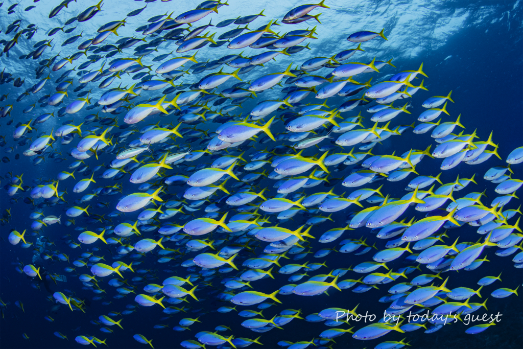 ウメイロモドキ｜沖縄 慶良間 ボートダイビング - fillcolor