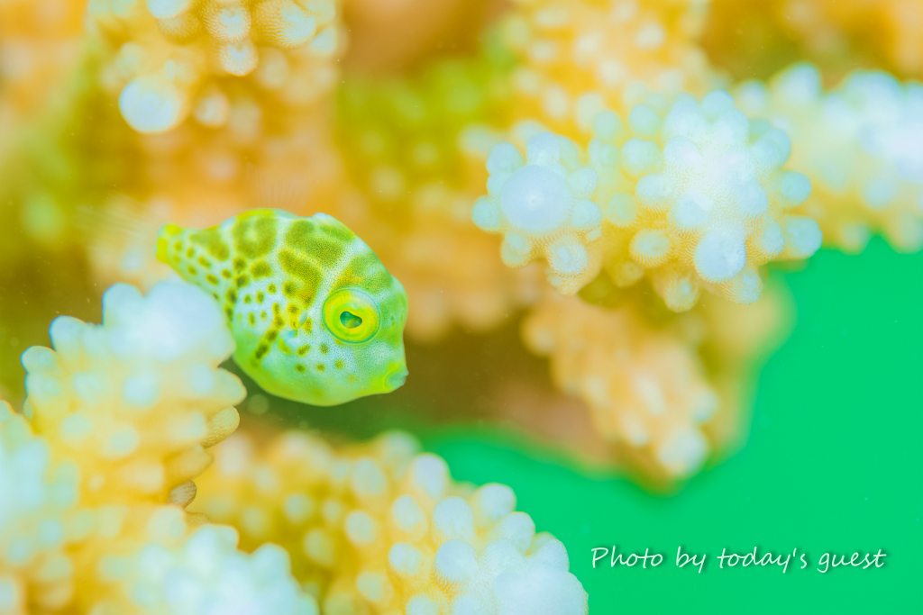 ノコギリハギyg｜沖縄本島 ビーチダイビング - fillcolor